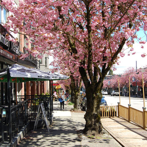 Point Grey Village | Resources